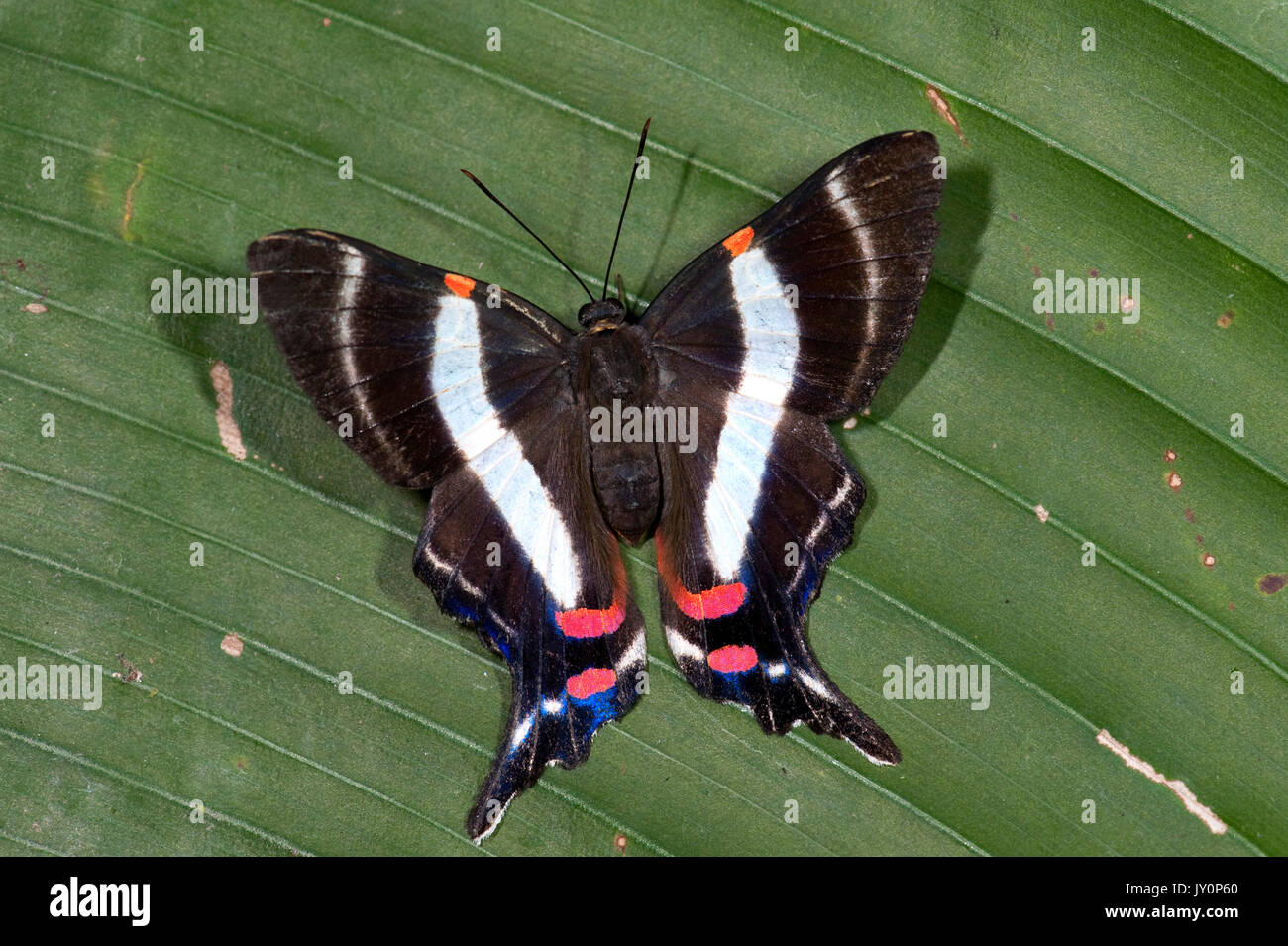 Costa Spotted Metalmark Butterfly, Ancyluris j. jurgensenii, Female ...