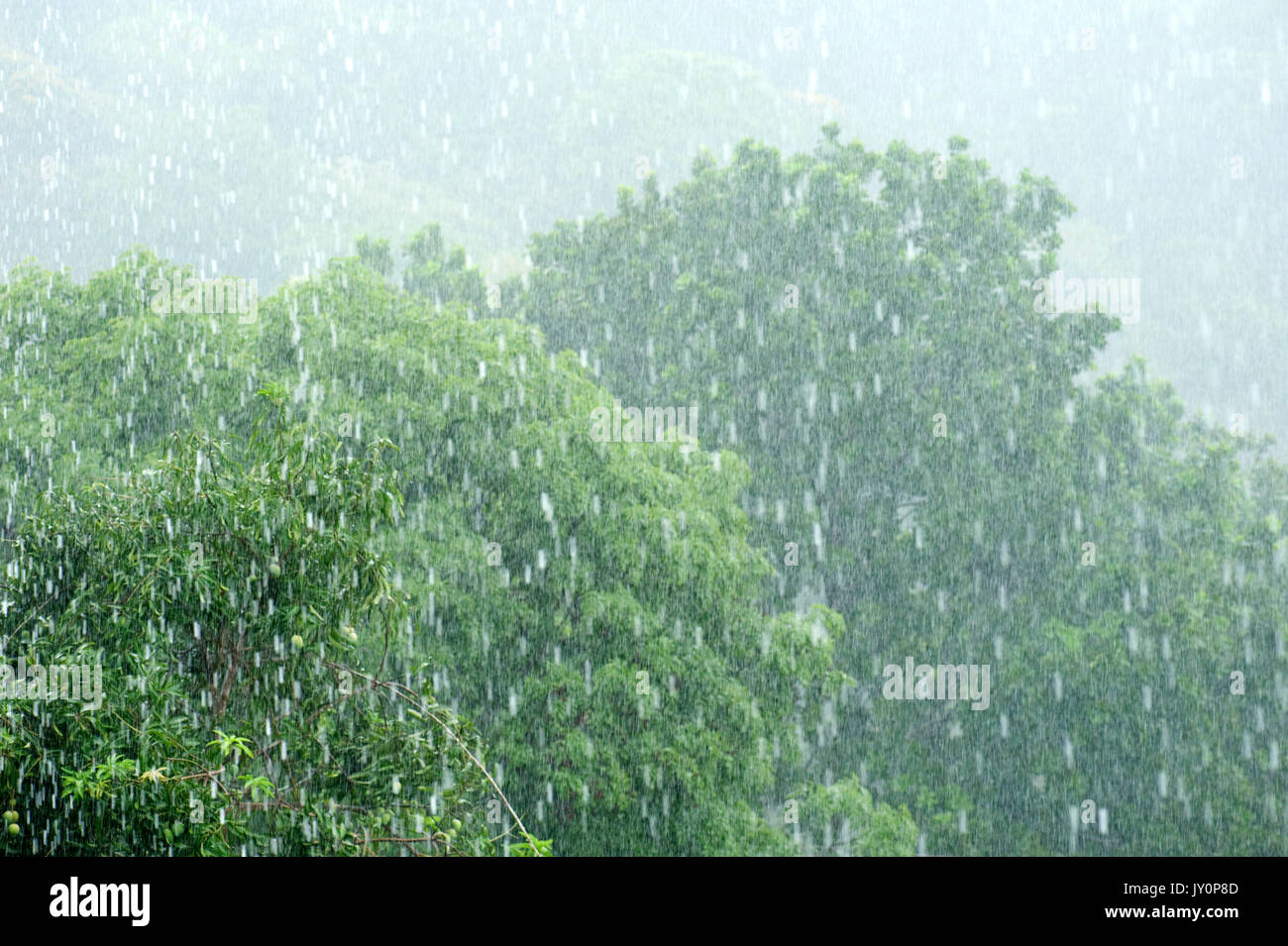 Heavy Rainfall in jungle, Panama, Central America, Gamboa Reserve ...