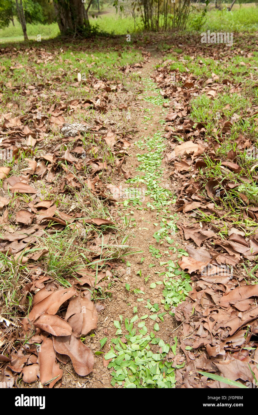 Leaf Cutter Ant Trail