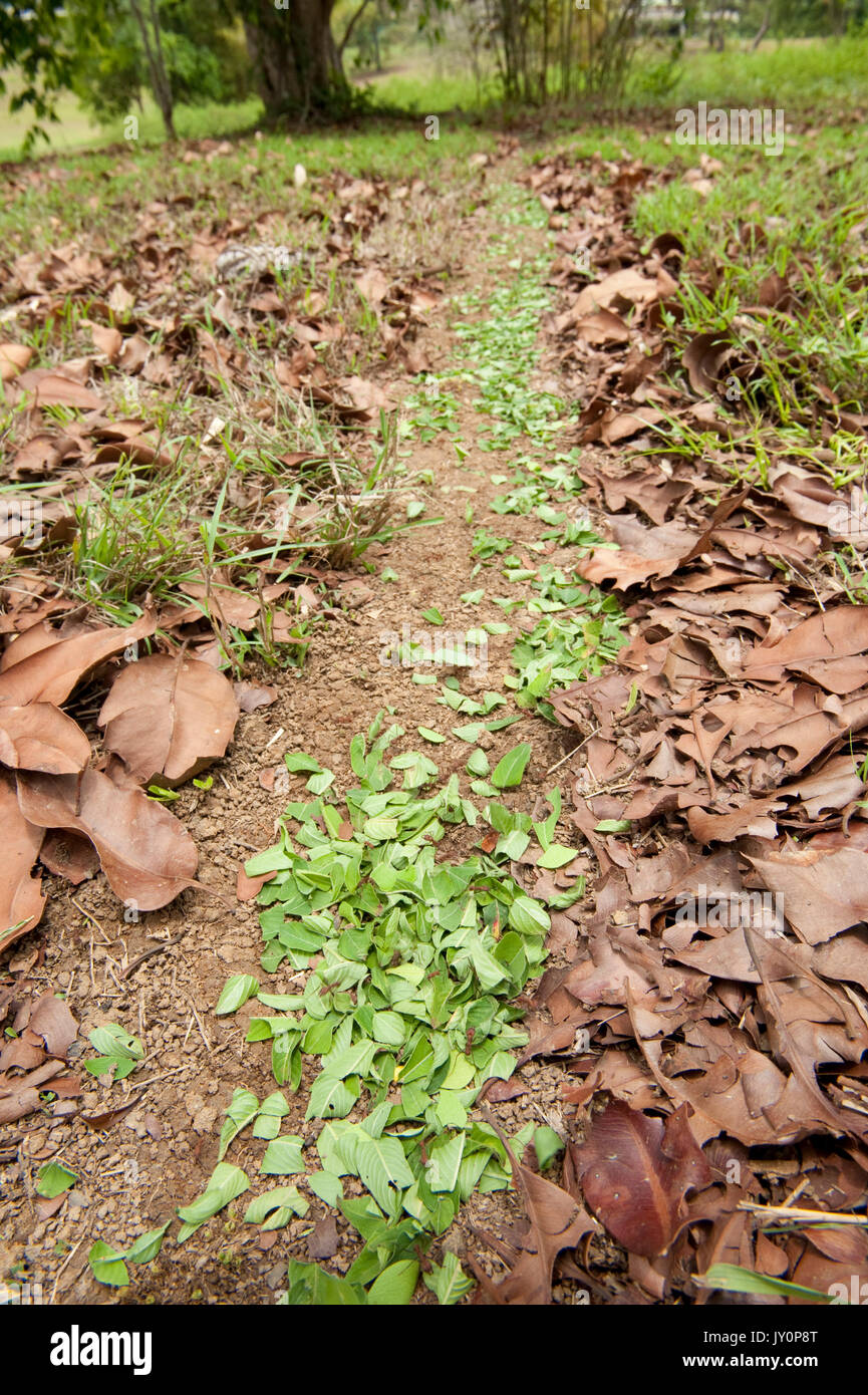 Leaf Cutter Ant Trail