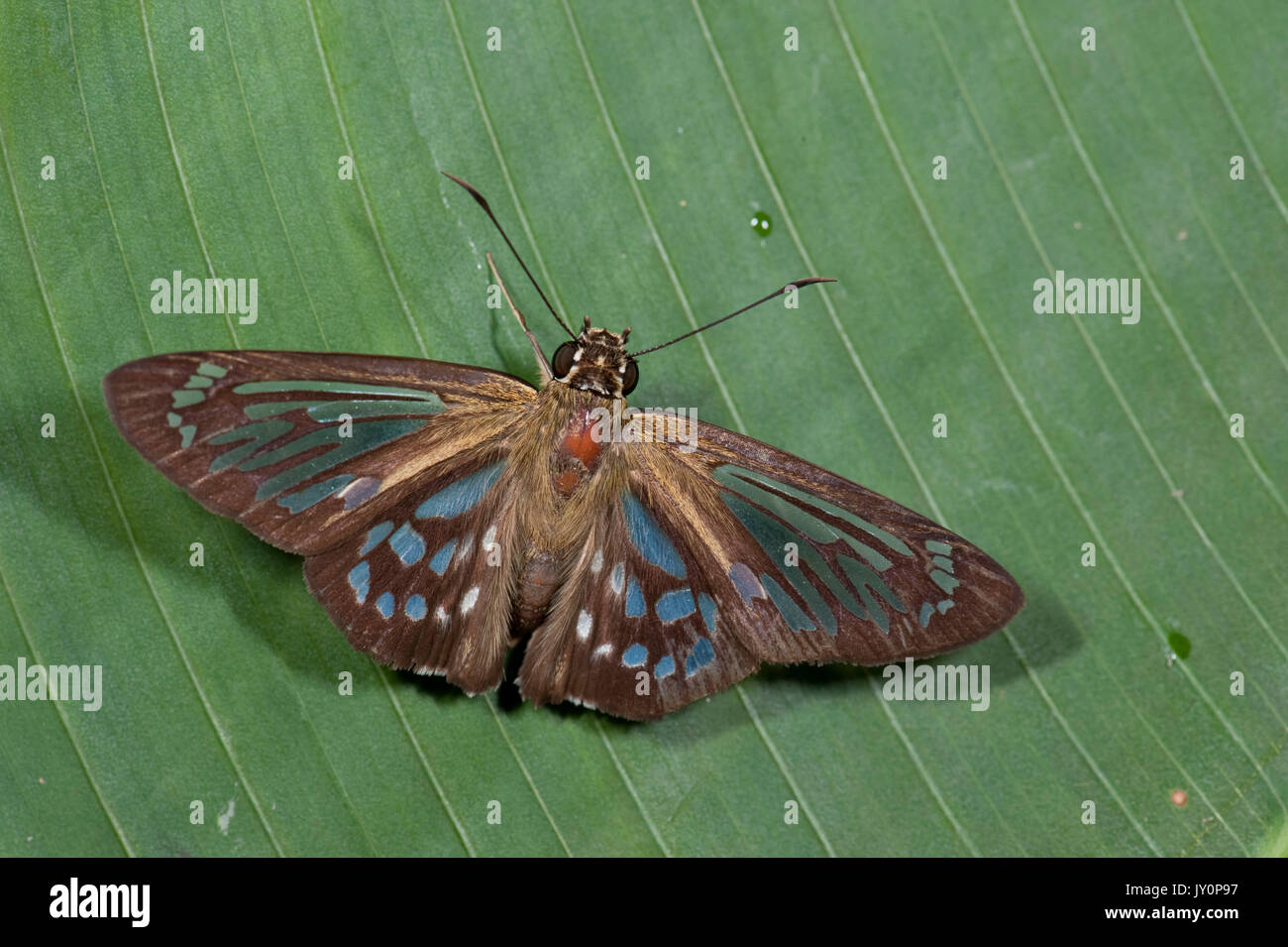 Marshall's Ghost Skipper Butterfly, Phanus marshalli, Panama, Central ...
