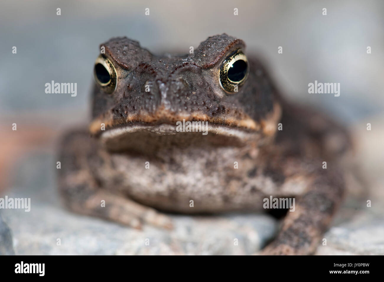 Juvenile Cane Toad, Bufo marinus, Panama, Central America, Gamboa ...