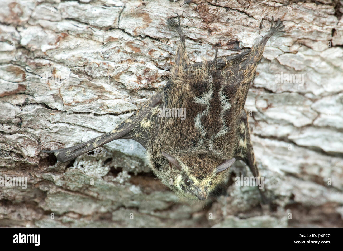 Proboscis Bat, Rhynchonycteris naso, Panama, Central America, Gamboa ...