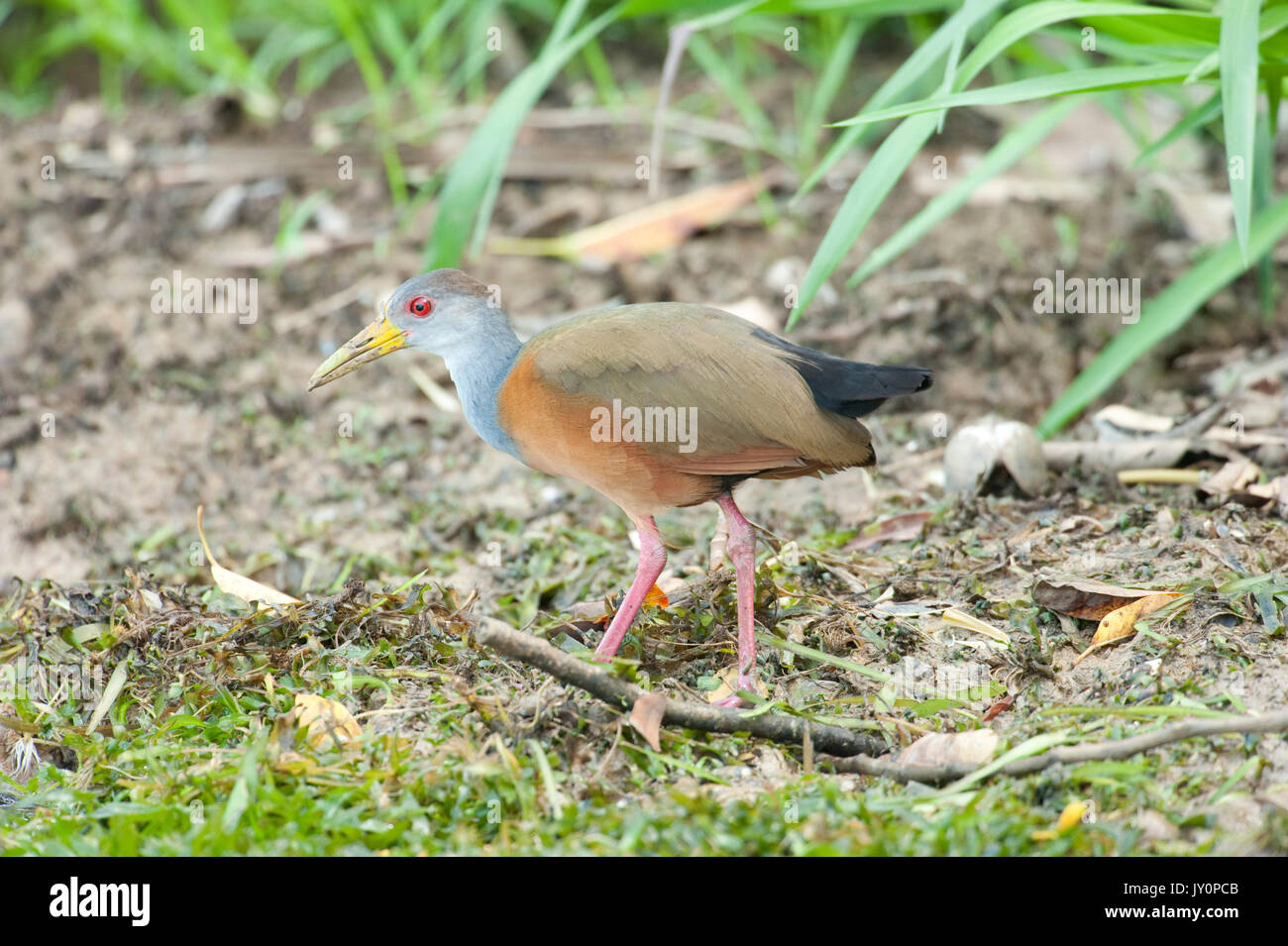 Grey Necked Wood Rail, Aramides cajaneus, Panama, Central America ...