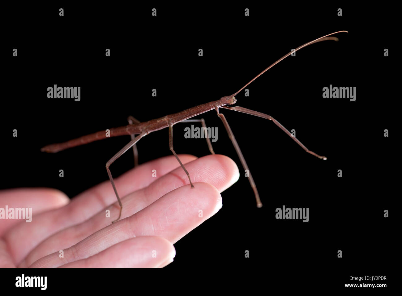 Stick Insect, Phasmatidae, Panama, Central America, Gamboa Reserve ...