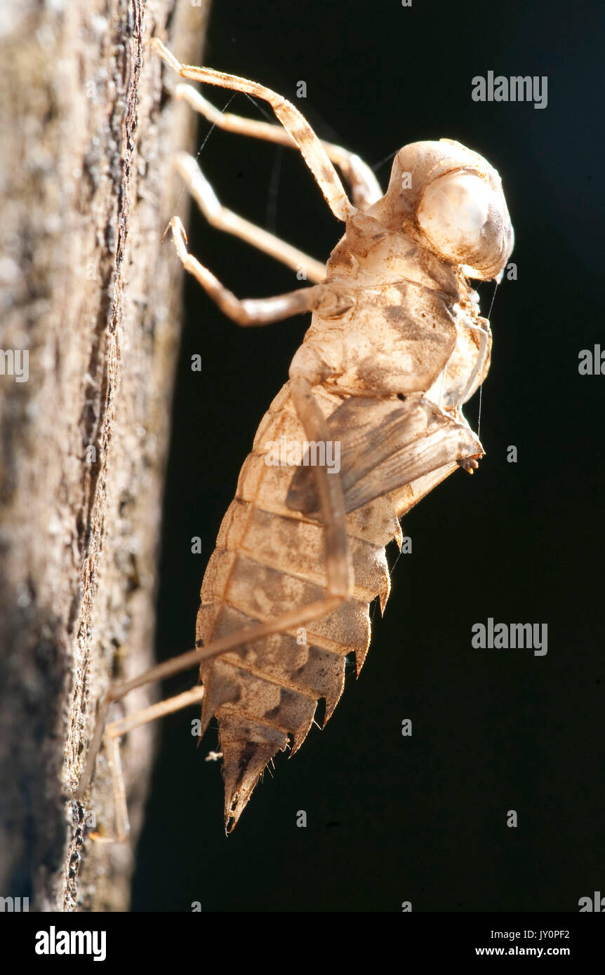Cicada skin casing, on tree, Panama, Central America, Gamboa Reserve ...
