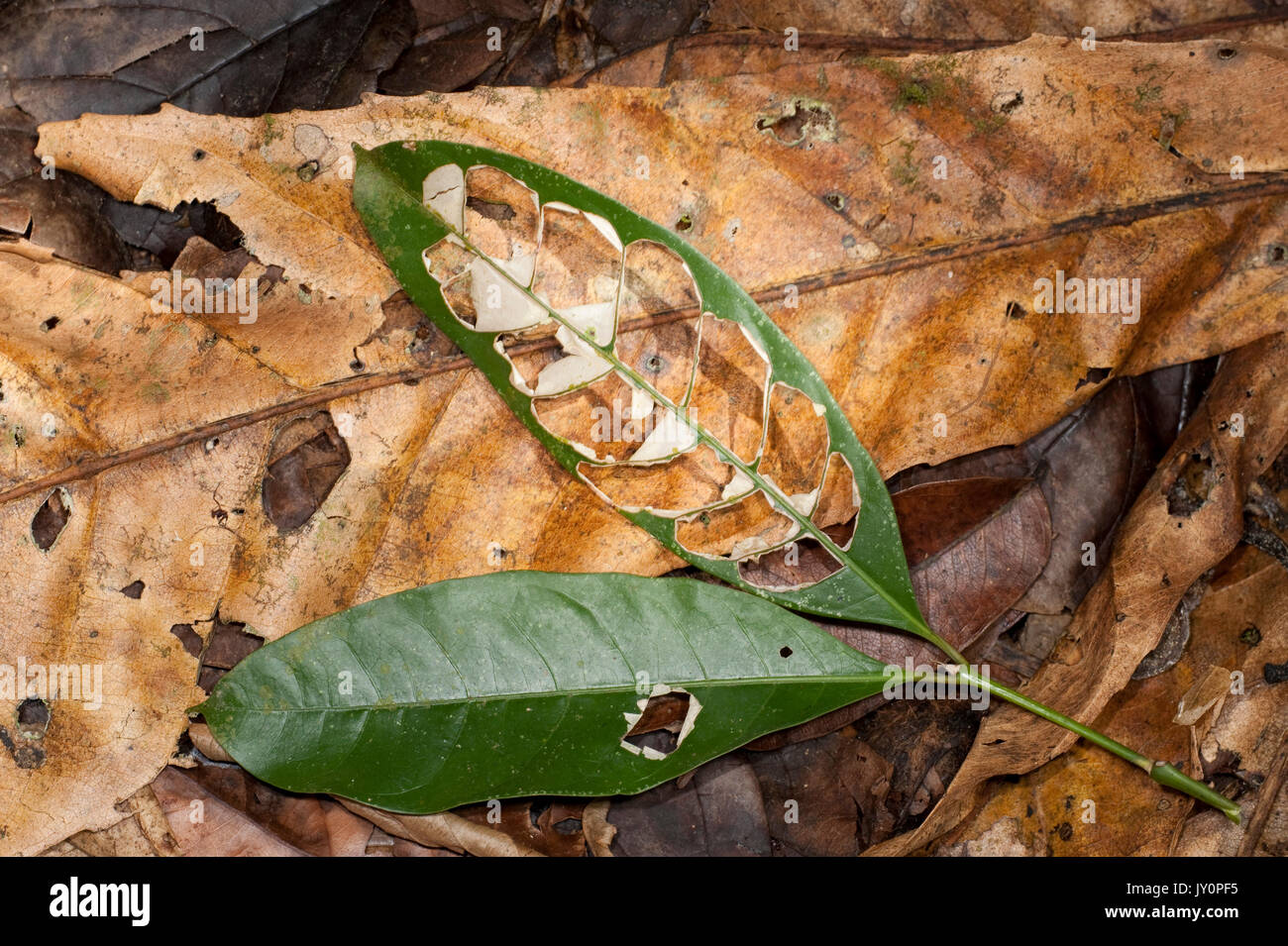 Green leaf on forest floor, been eaten by insects, Panama, Central ...