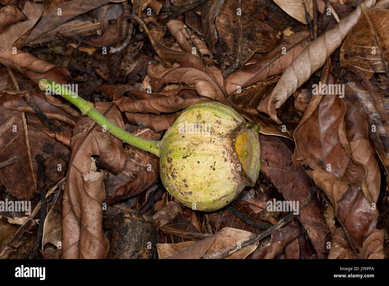 Fig Fruit on forest floor, Ficus sp, Panama, Central America, Gamboa ...