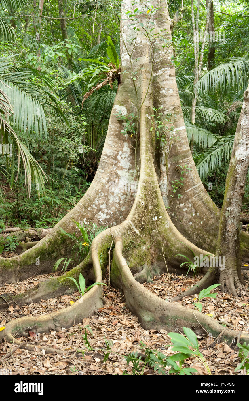 Rainforest butress roots hi-res stock photography and images - Alamy