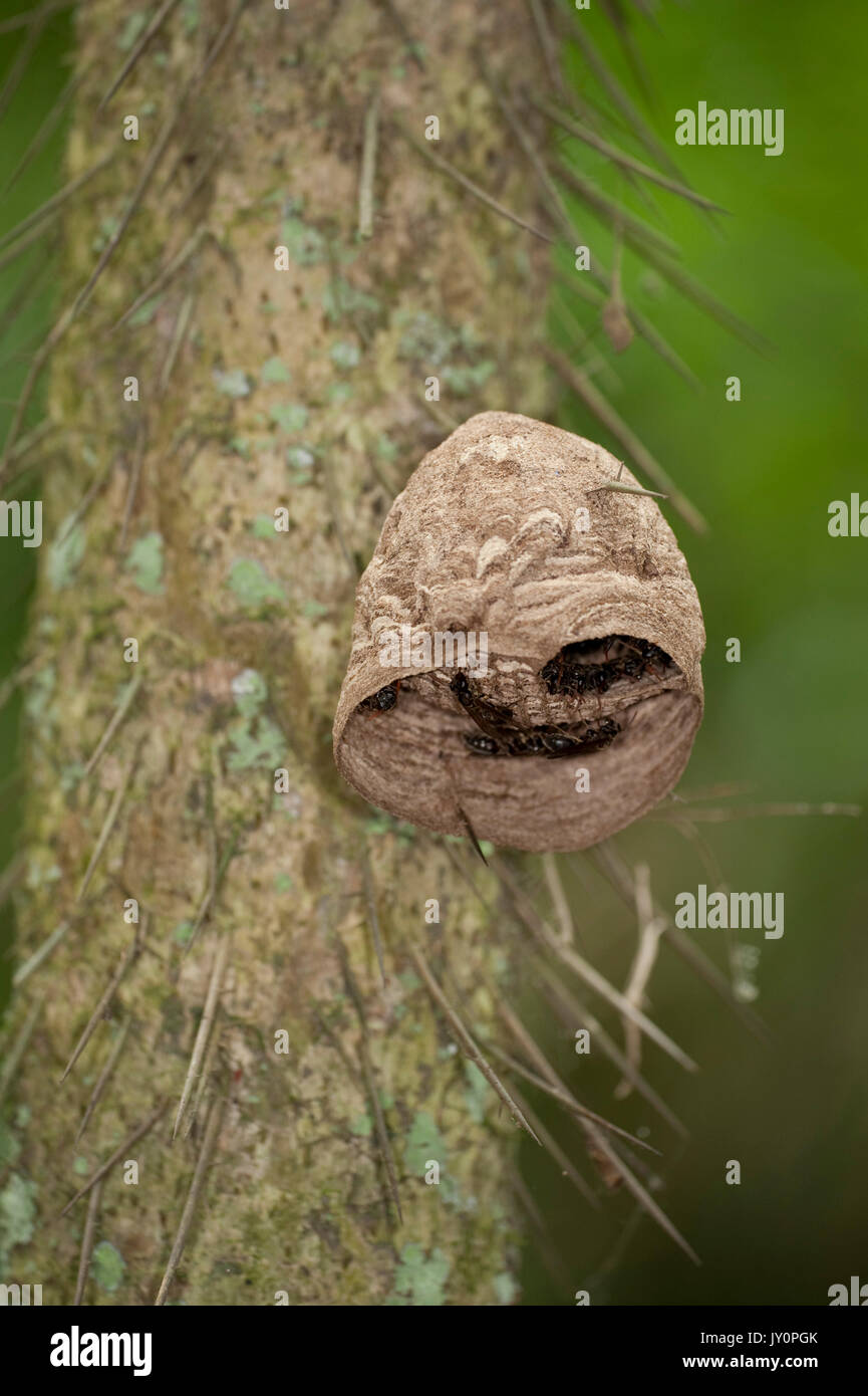 Paper Wasp Nest, Panama, Central America, Gamboa Reserve, Parque ...