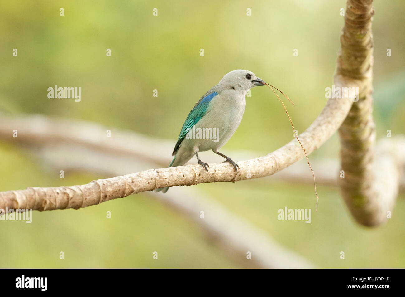 Blue Grey Tanager, Thraupis atripennis, Panama, Central America, Gamboa ...