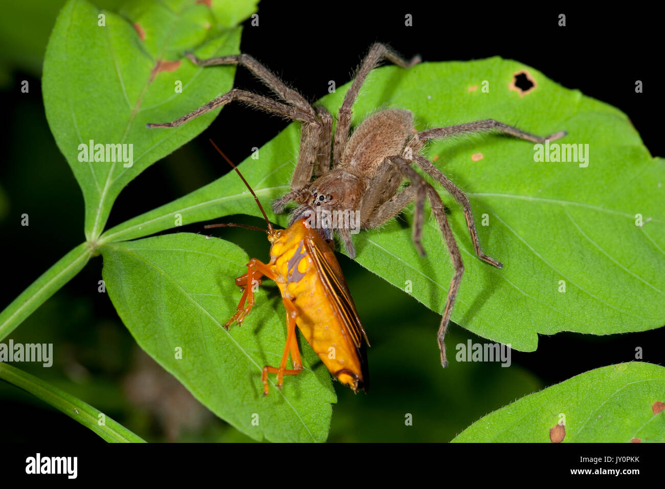 Huntsman spider. Heteropoda sp, Panama, feeding on shield bug, Central ...