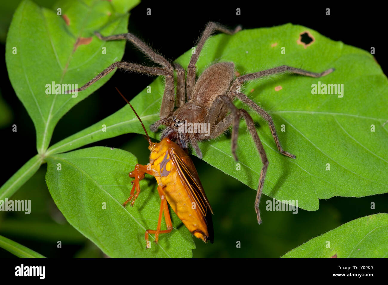 Huntsman spider. Heteropoda sp, Panama, feeding on shield bug, Central ...