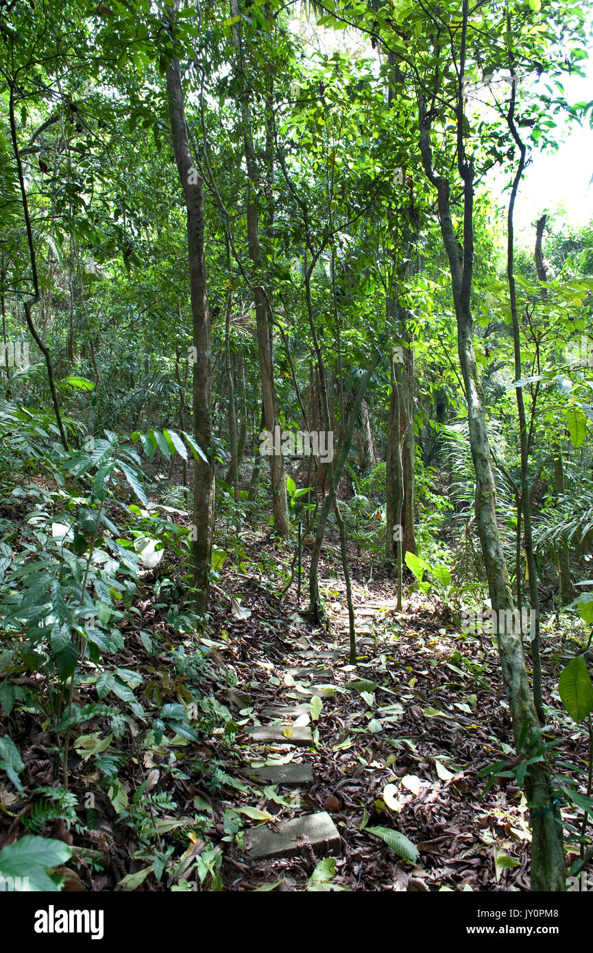 Rainforest, Barro Colorado Island, Panama, Central America Stock Photo ...