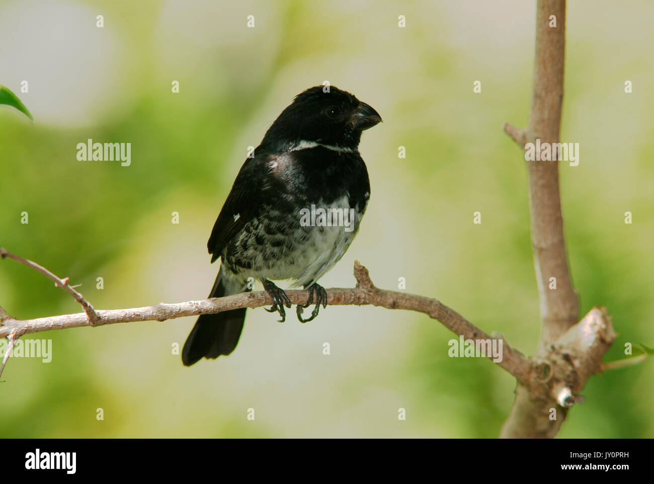 Variable Seedeater, Sporophila aurita corvina, East mexico & Panama, on ...