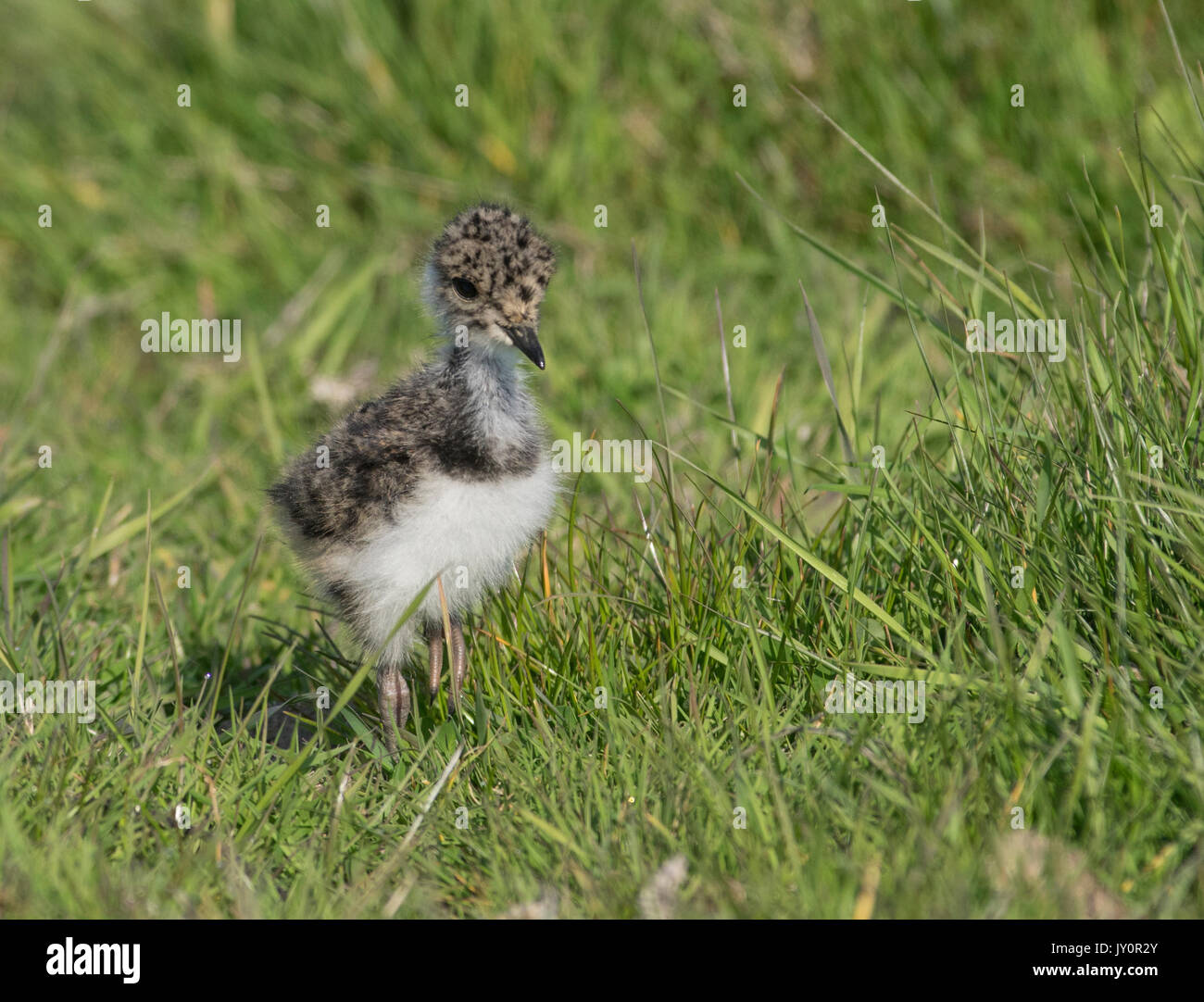 Juvenile lapwing hi-res stock photography and images - Alamy