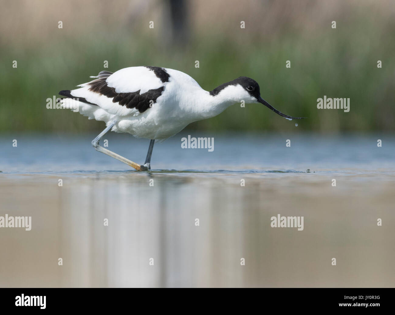 Avocet bird beak hi-res stock photography and images - Alamy