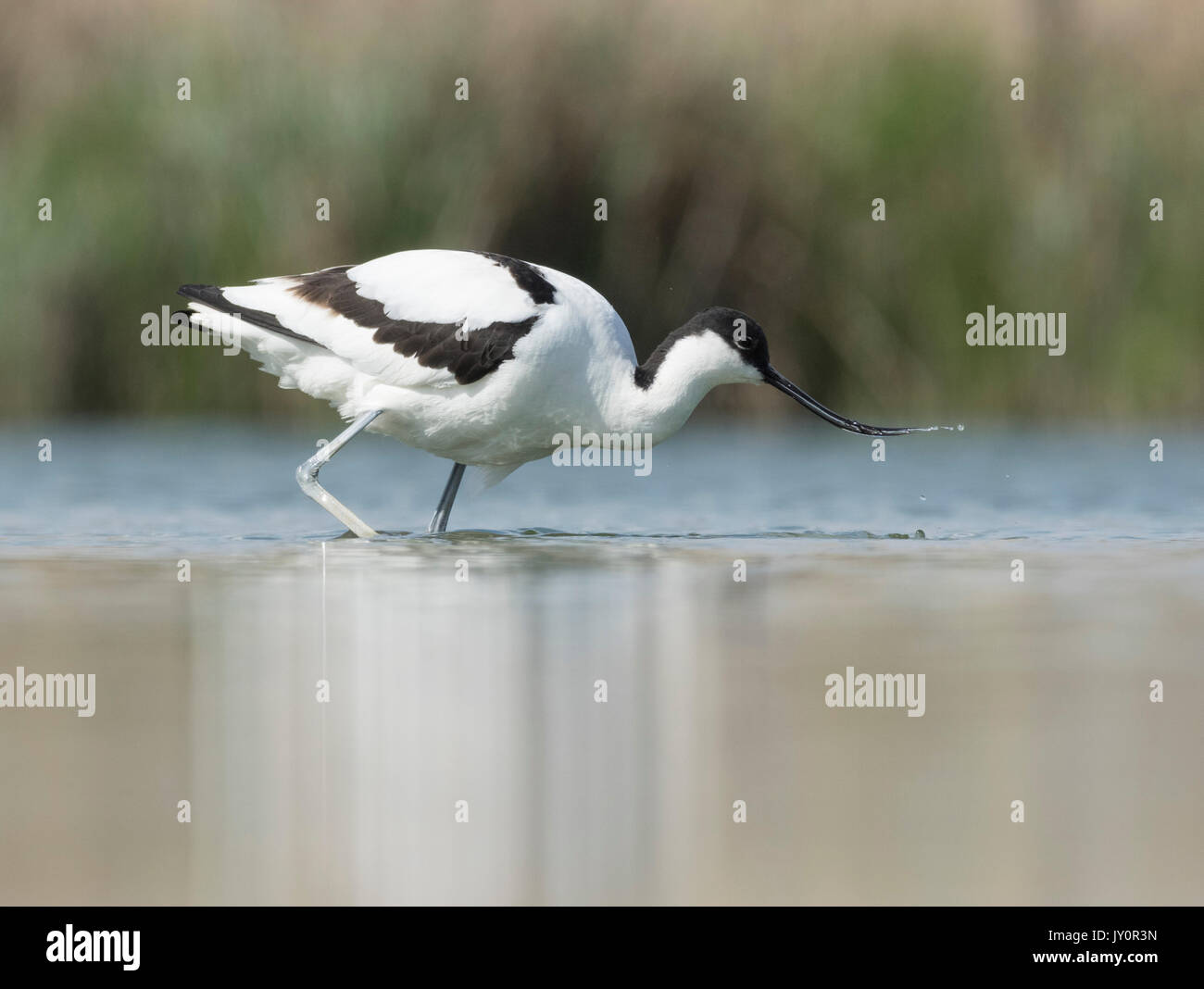 Avocet reflection hi-res stock photography and images - Alamy