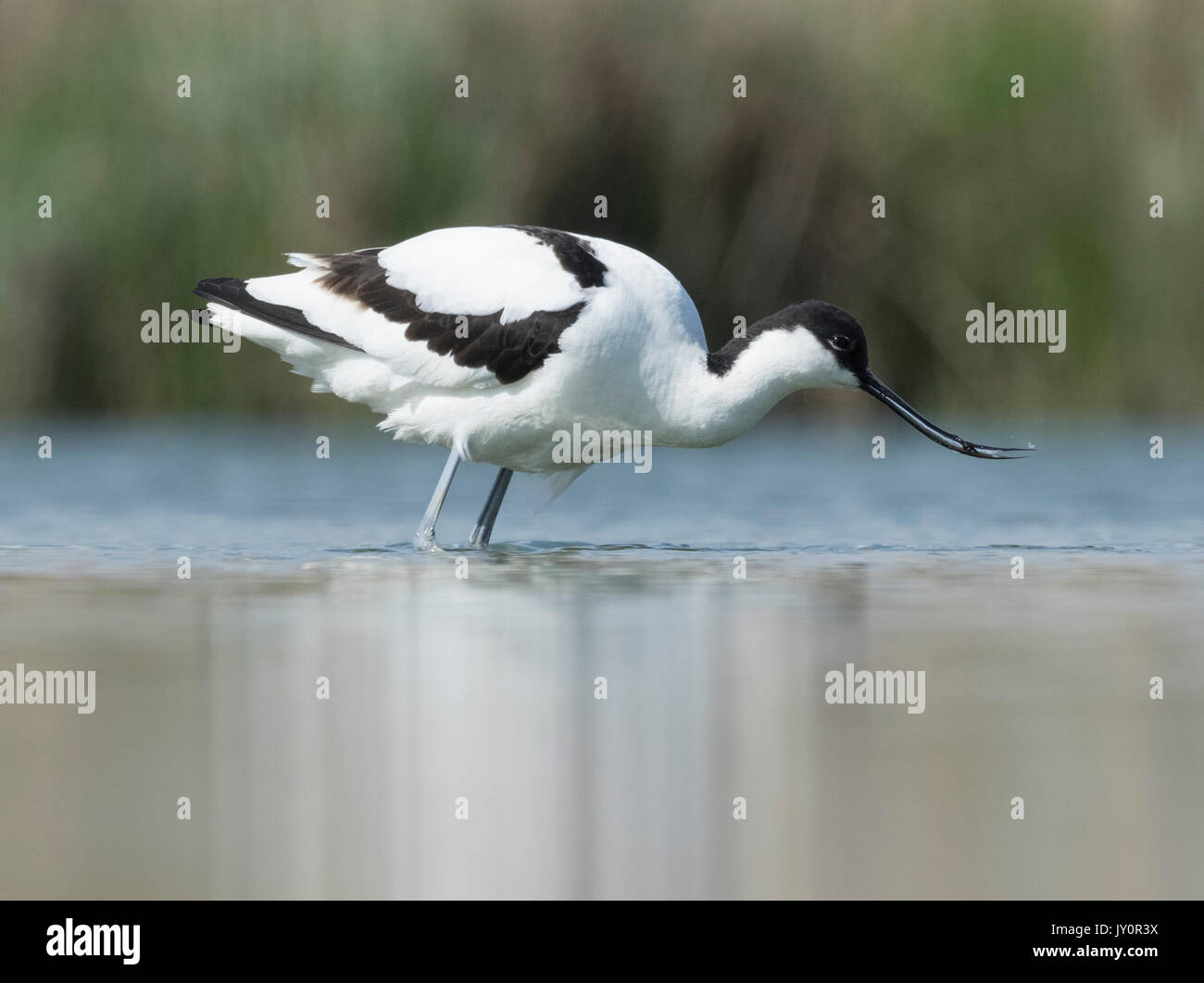 Avocet reflection hi-res stock photography and images - Alamy