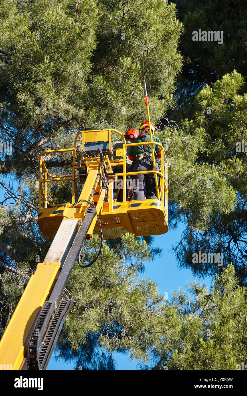 Tree work, pruning operations. Crane and pine wood forest Stock Photo ...