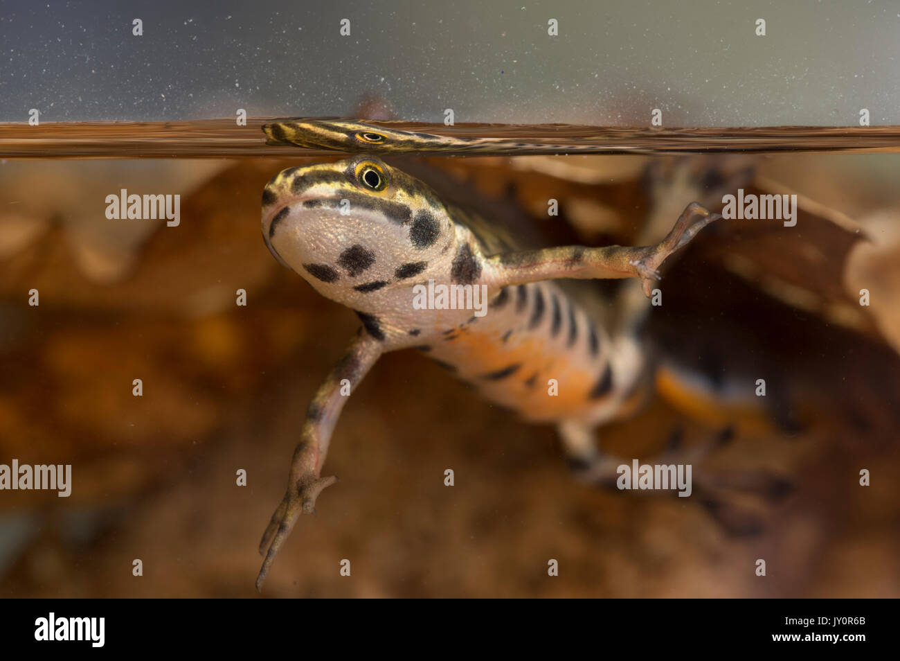 Common newt in pond hi-res stock photography and images - Alamy