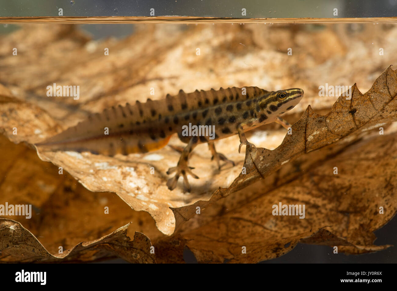 Newt swimming hi-res stock photography and images - Alamy