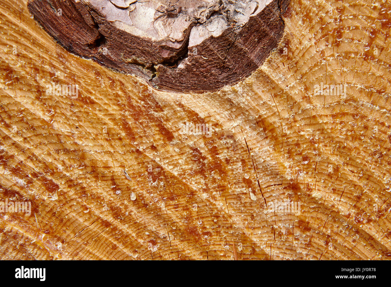 Timber cutting textured detail with resin drops. Wood background ...