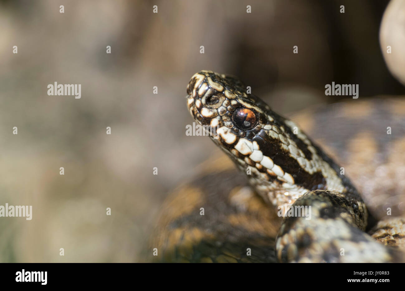 Male adder close up of head and eye Stock Photo - Alamy