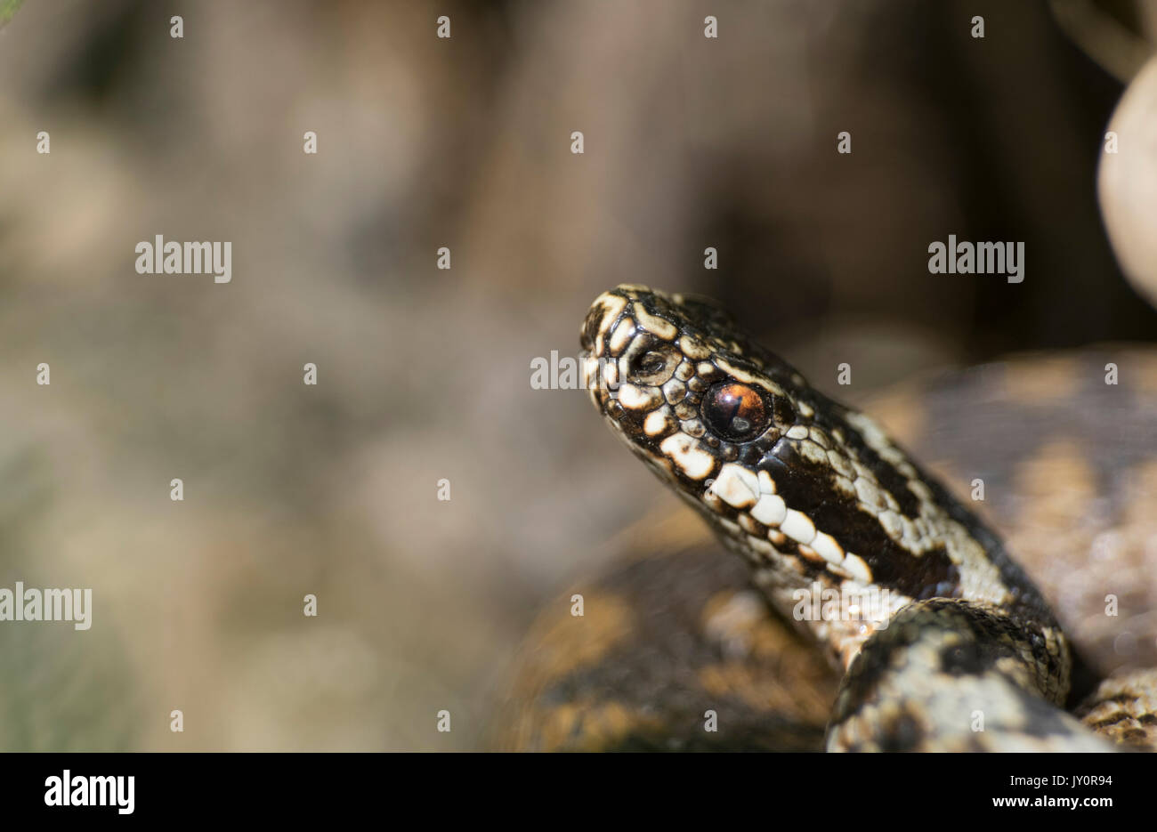Male adder close up of head and eye Stock Photo - Alamy