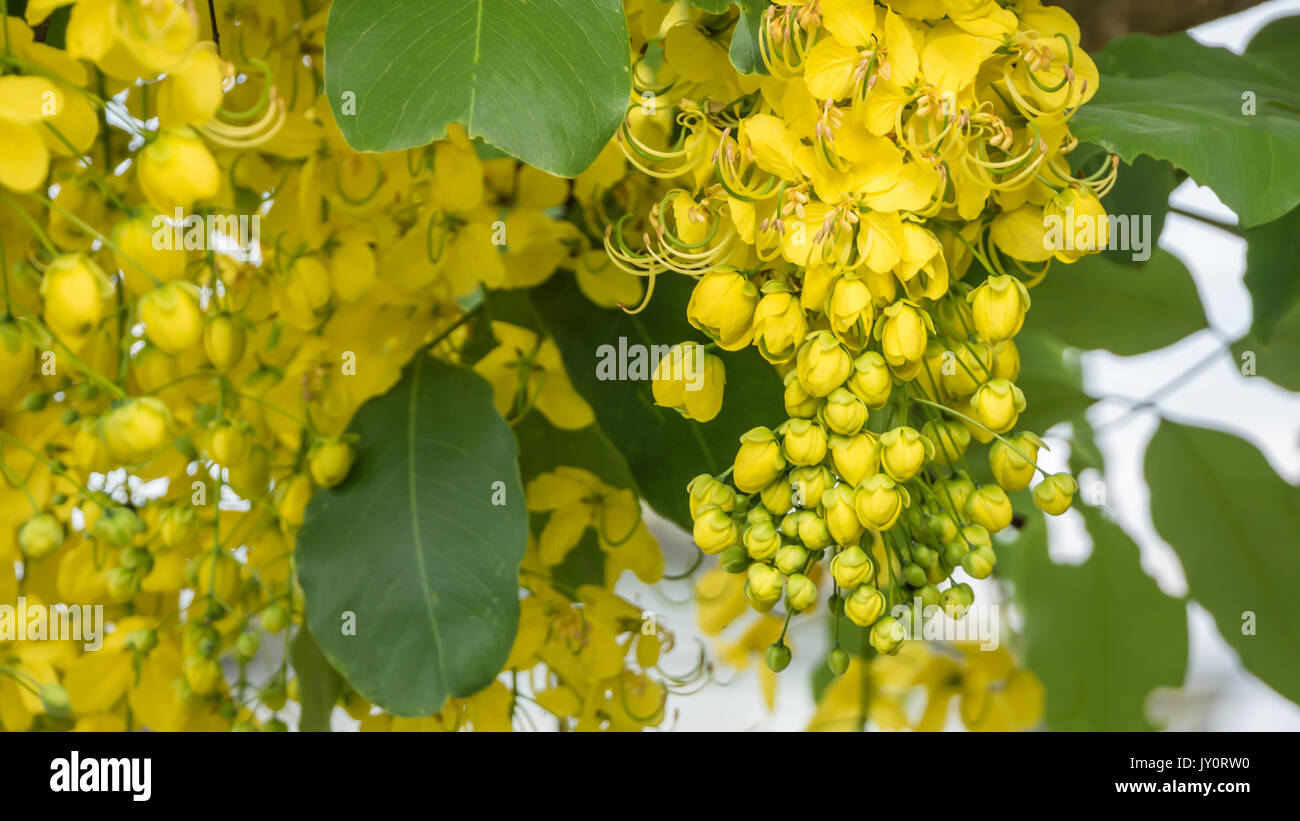 close up of Golden Shower Tree (Cassia fistula Stock Photo - Alamy