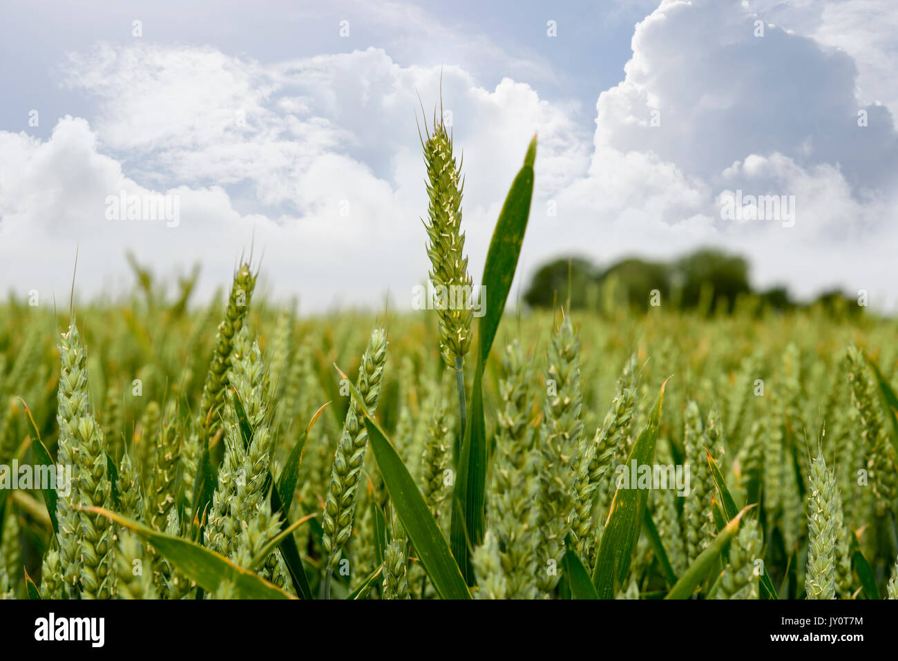 barley crop on an irish farm Stock Photo - Alamy