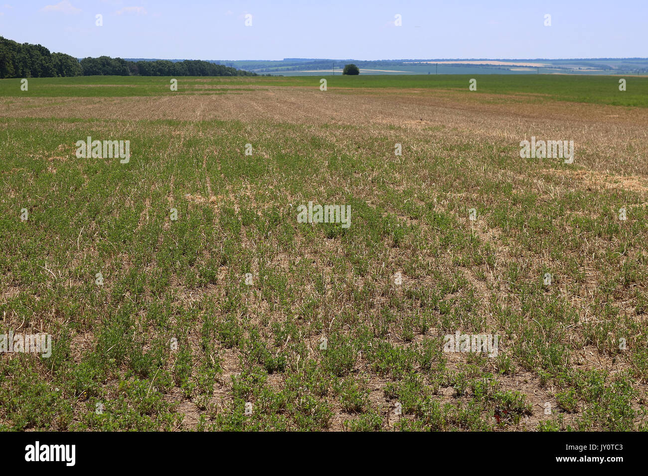 Field rests in summer. Fallow land Stock Photo - Alamy