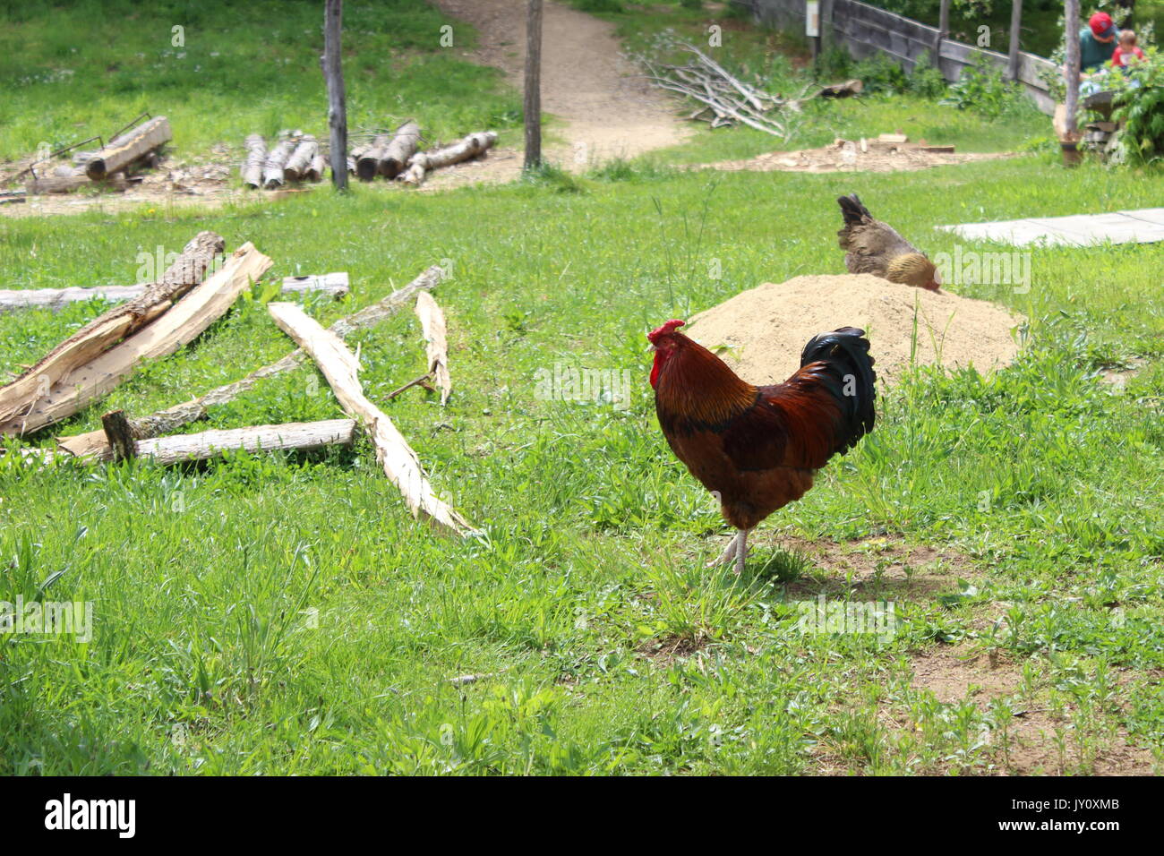 Rooster in a field Stock Photo - Alamy