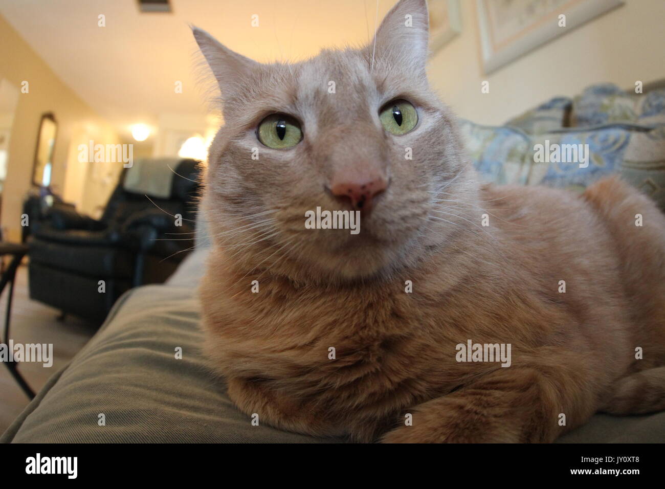 Cheese the cat lounging on the couch Stock Photo - Alamy