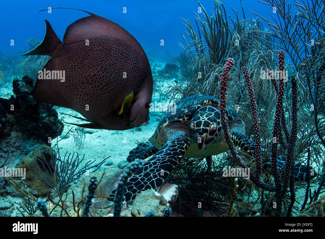 Two angel fish hi-res stock photography and images - Alamy