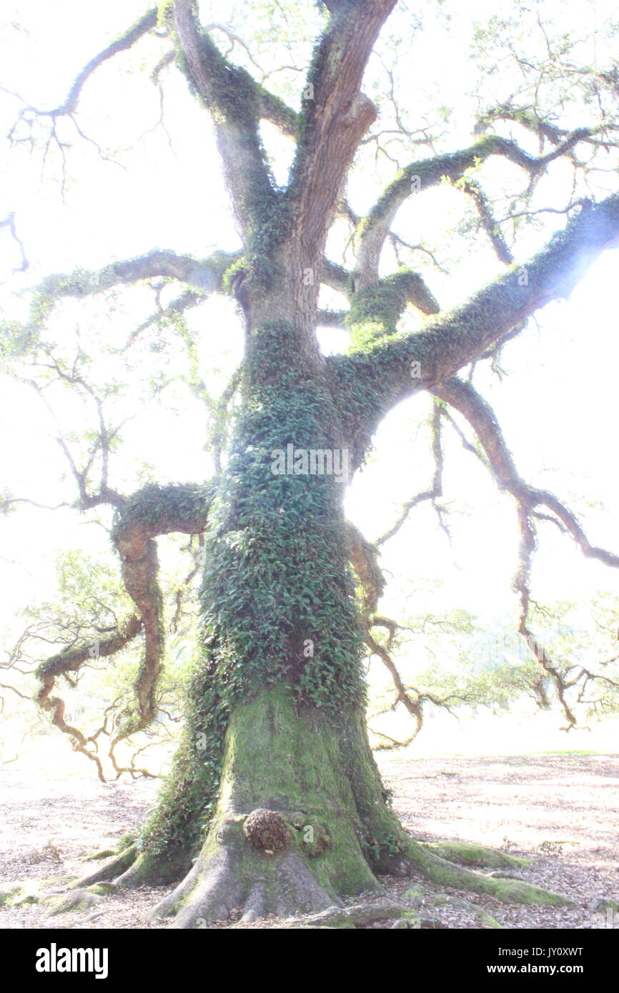 White oak plantation hi-res stock photography and images - Alamy