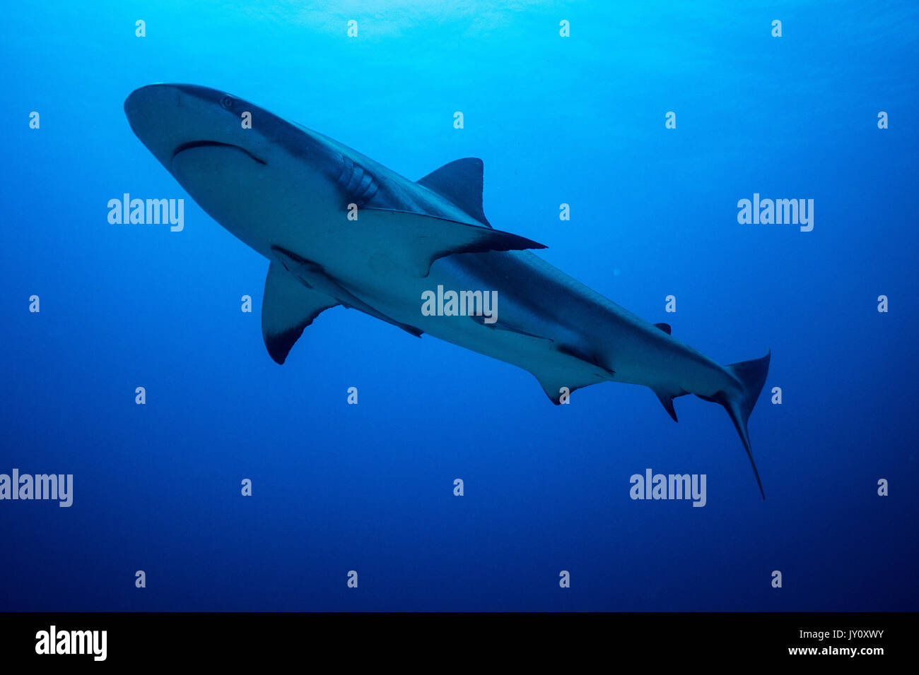 Shark from below Stock Photo - Alamy