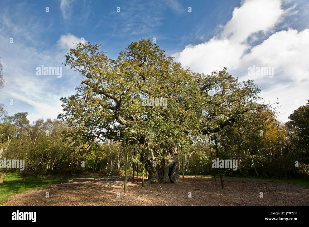 Robin hood oak tree hi-res stock photography and images - Alamy