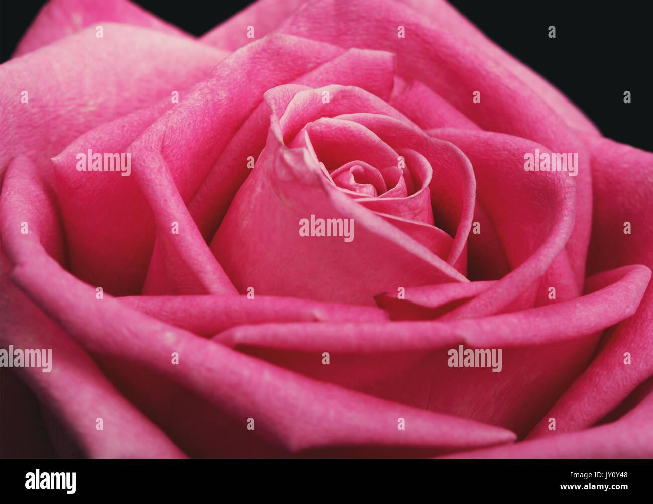 beautiful pink rose head isolater on black background Stock Photo - Alamy