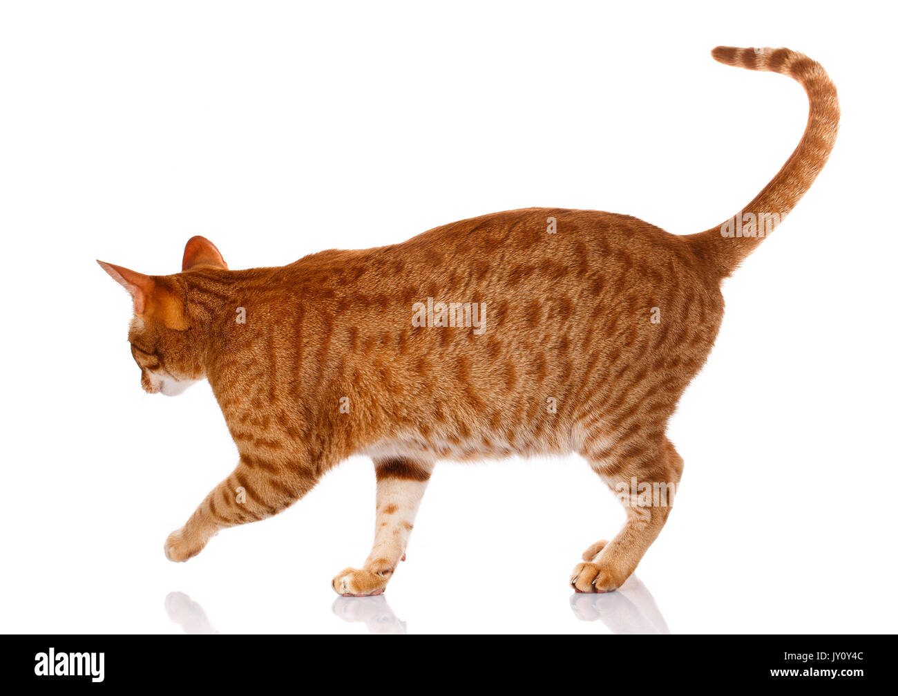 Ocicat red cat on a white background, side view, studio photo Stock ...