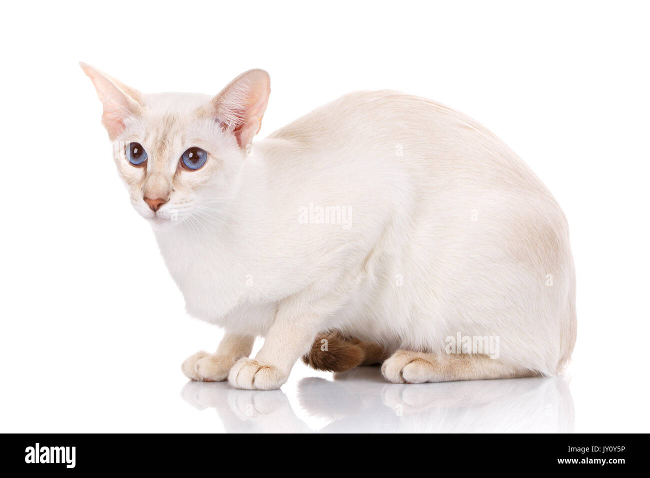 funny white cat with big ears and saturated blue eyes lying on a white ...