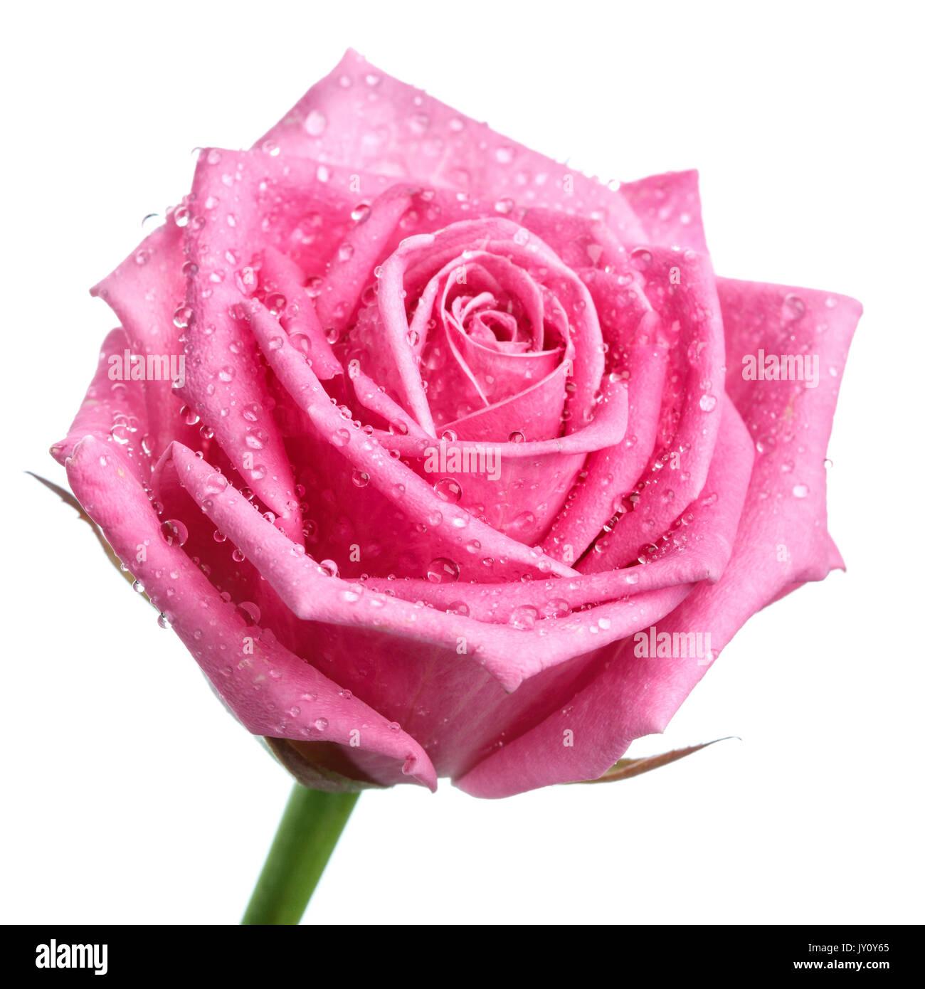 beautiful pink rose head isolated on white background Stock Photo - Alamy