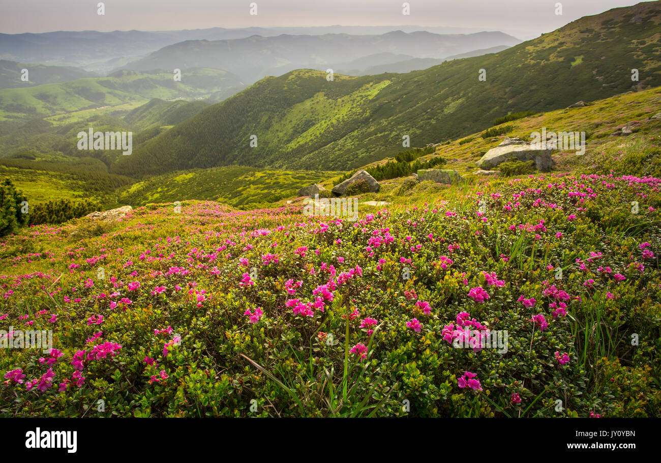 Colorful summer landscape with rhododendron flowers. Summer landscape ...