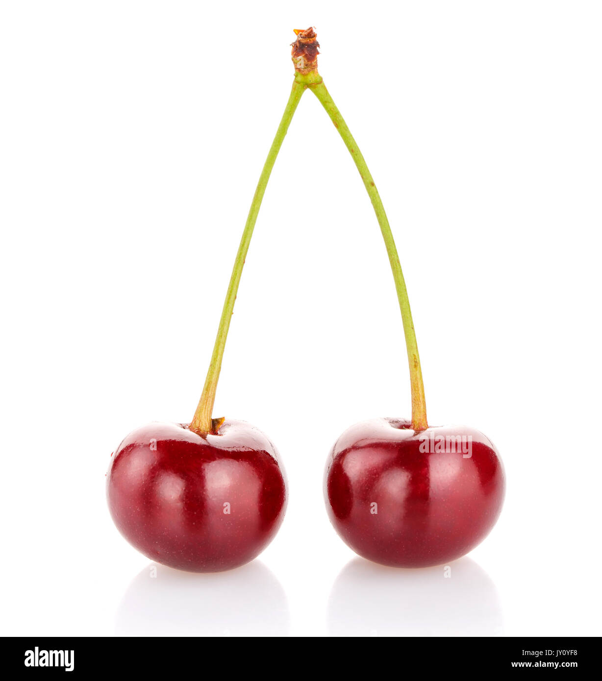 Two Cherries isolated on white. Ripe cherry isolated. Sherry berry ...