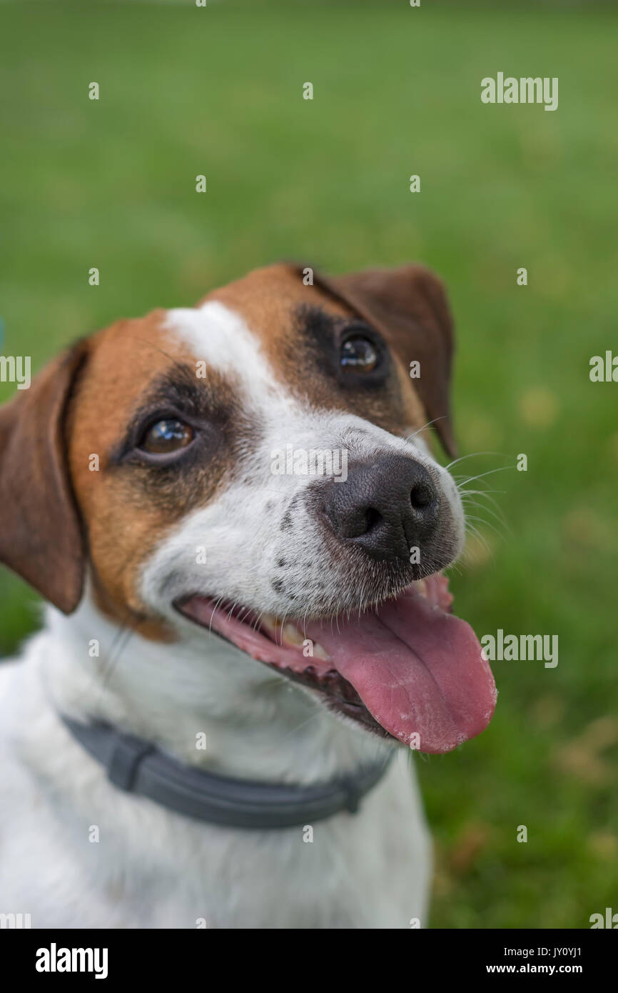 Jack russel face hi-res stock photography and images - Alamy