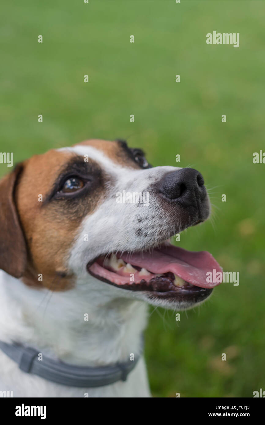Jack russel face hi-res stock photography and images - Alamy