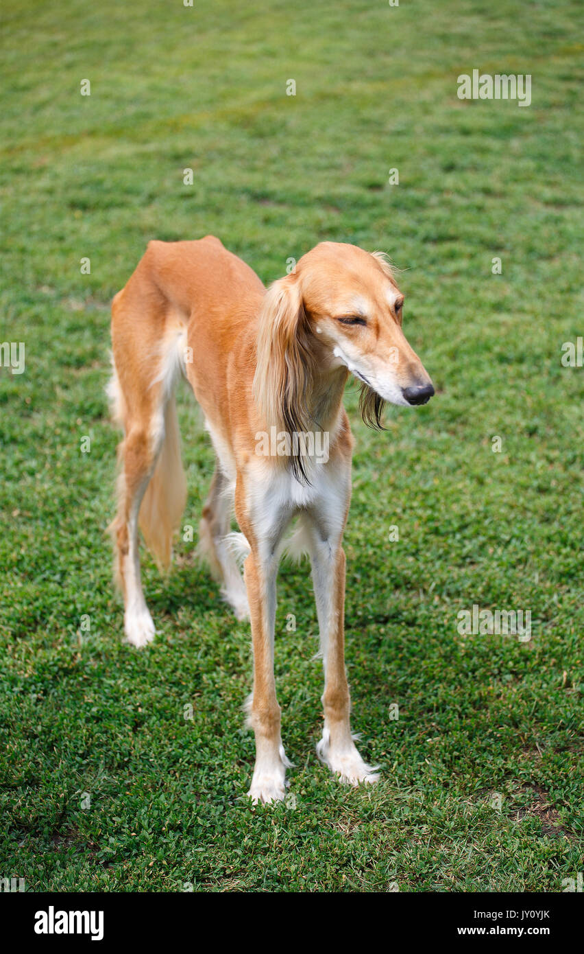 red hair Saluki dog in the spring garden Stock Photo - Alamy