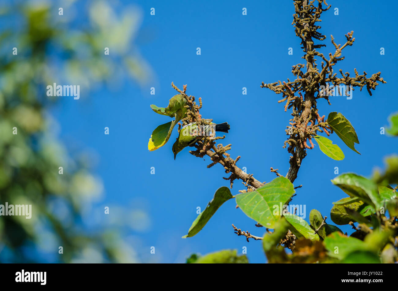 The common iora hi-res stock photography and images - Alamy