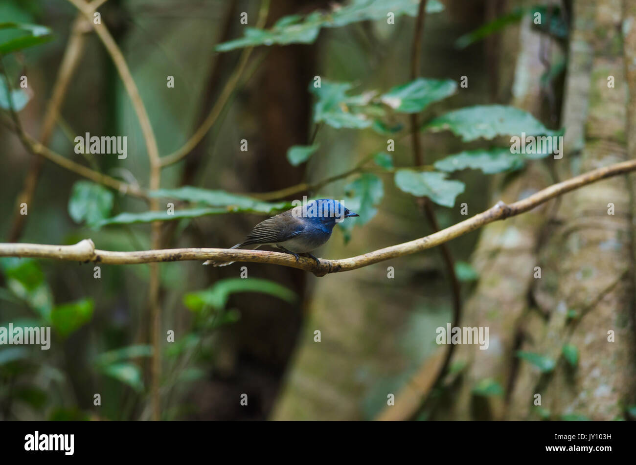 Black-naped monarch (Hypothymis azurea) bird in nature perching on a ...