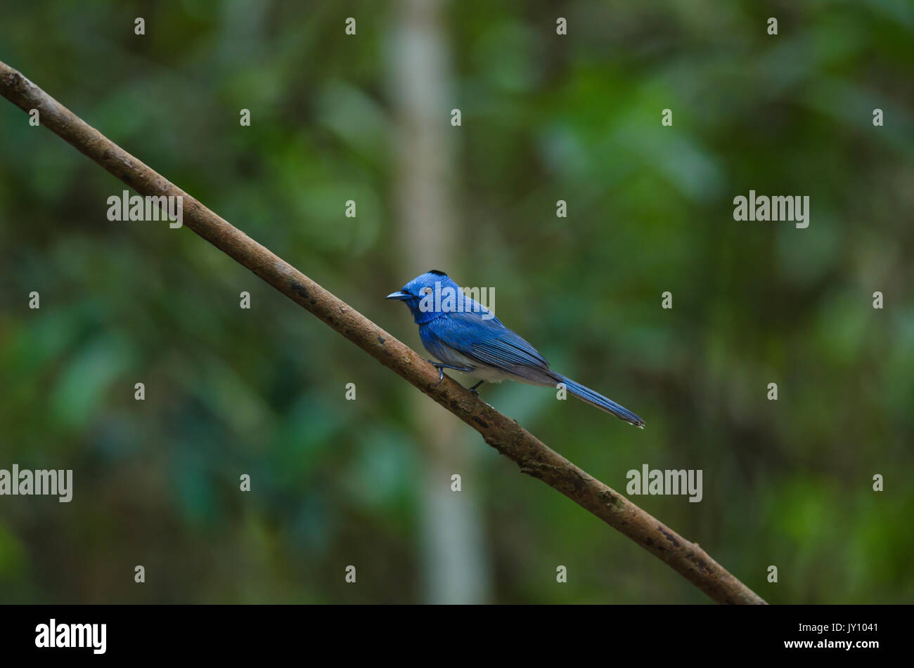 Black-naped monarch (Hypothymis azurea) bird in nature perching on a ...
